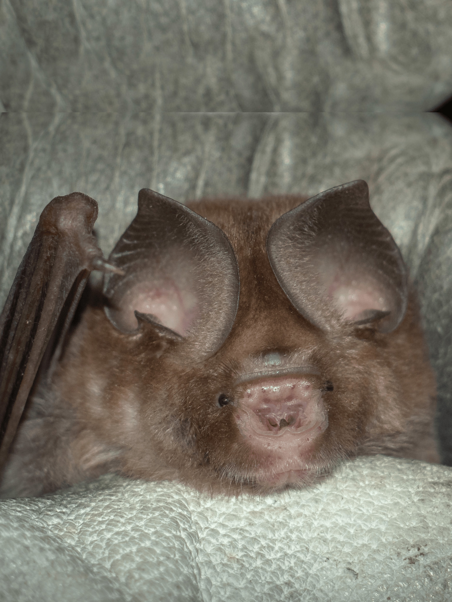 Nsanga Conservation Zambia - Bat Research in Luambe National Park with ...