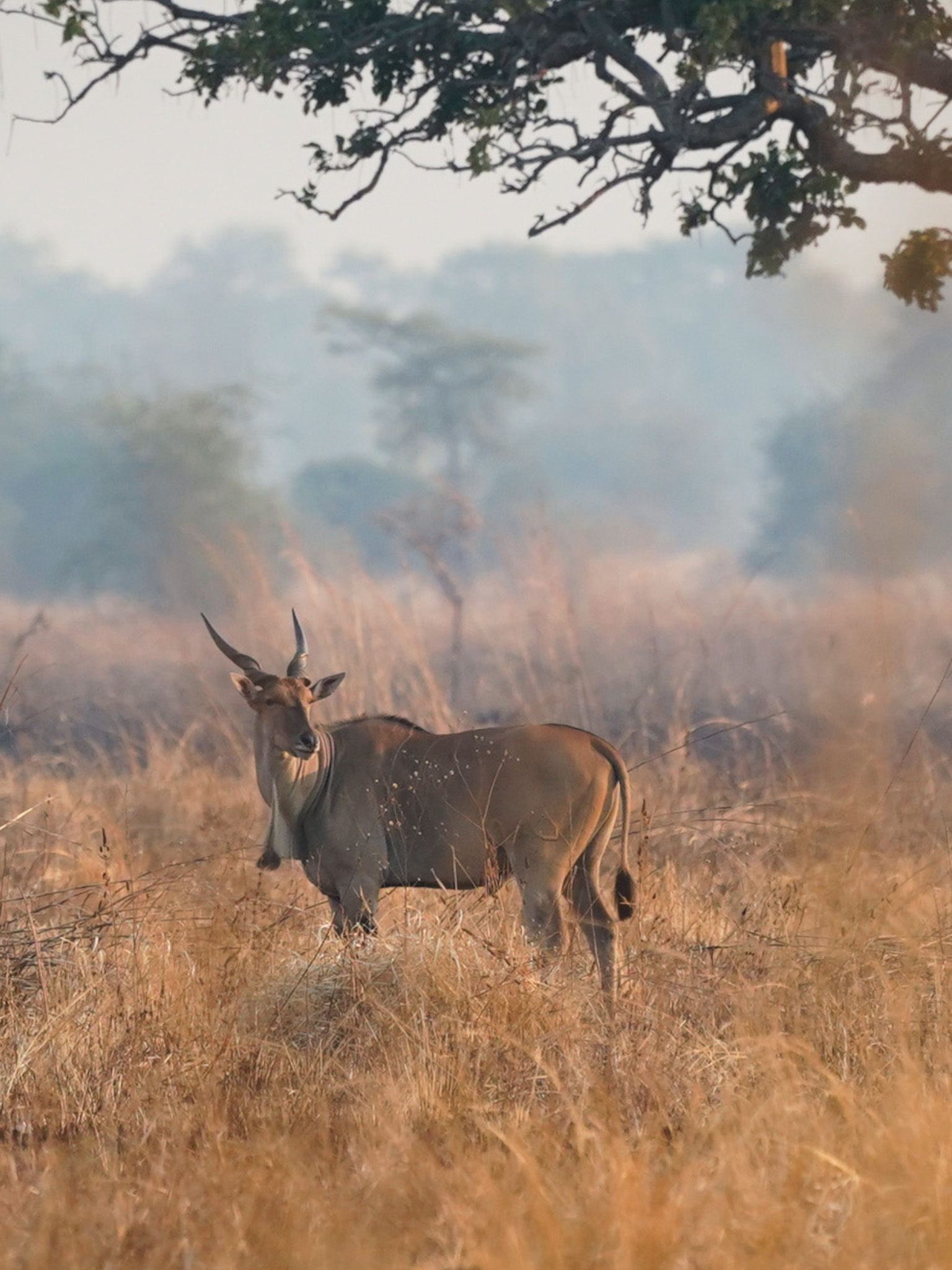 Antelope Survey | Luambe National Park